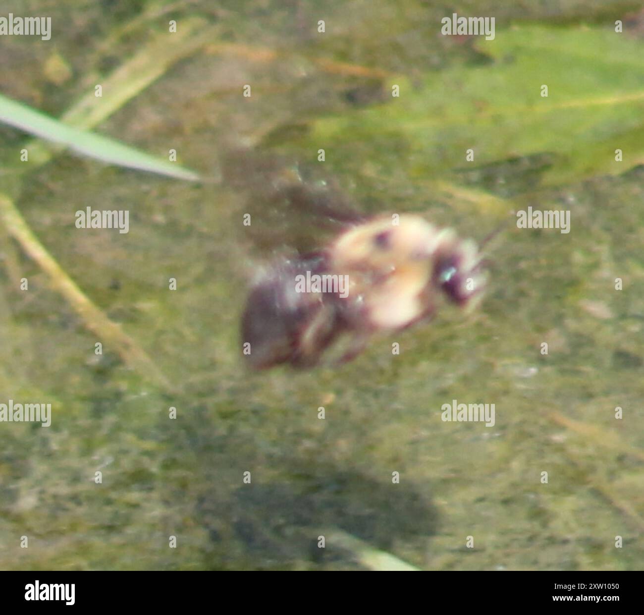 Apine Bees (Apinae) Insecta Stock Photo - Alamy