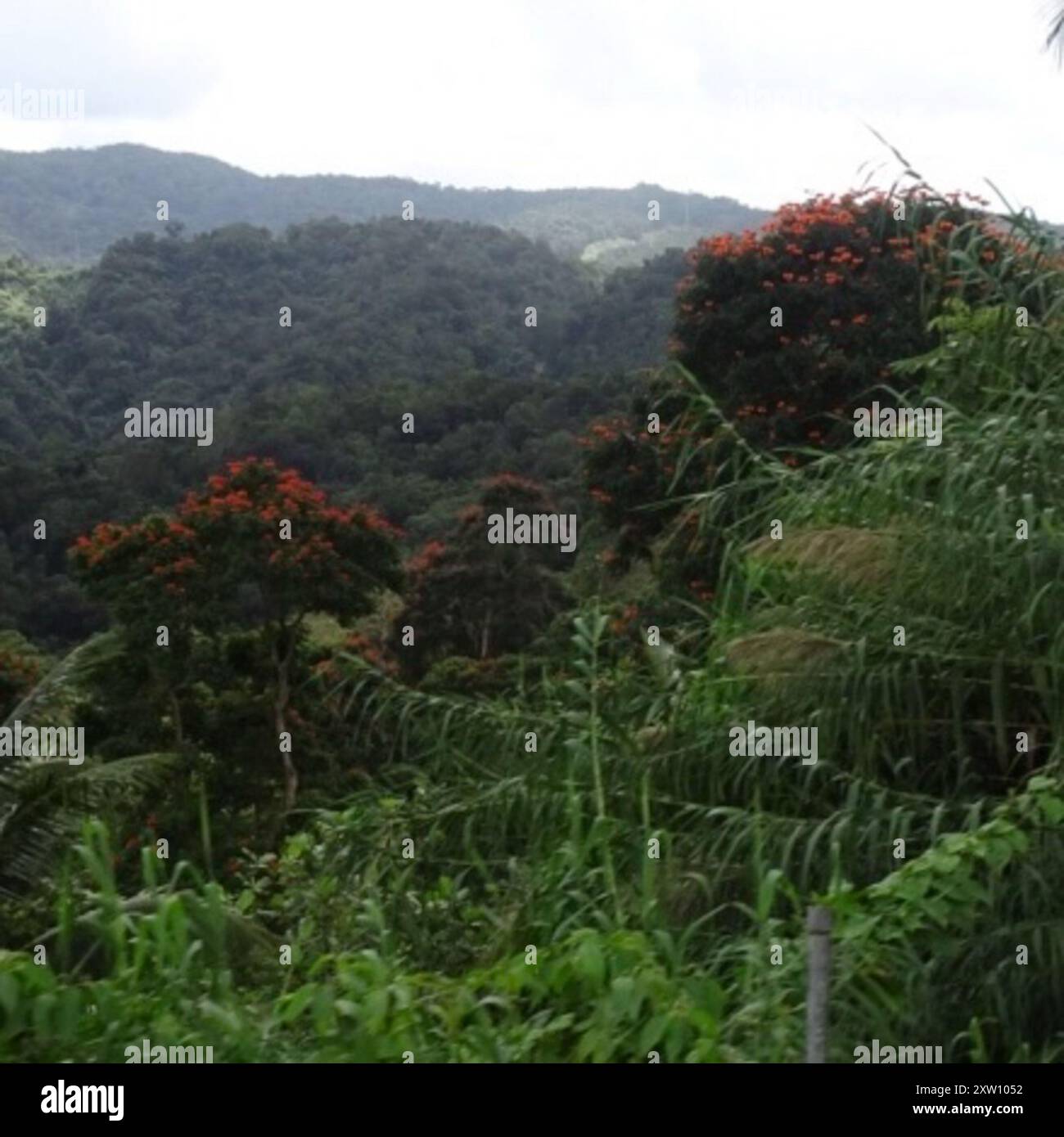 African tulip tree (Spathodea campanulata) Plantae Stock Photo - Alamy