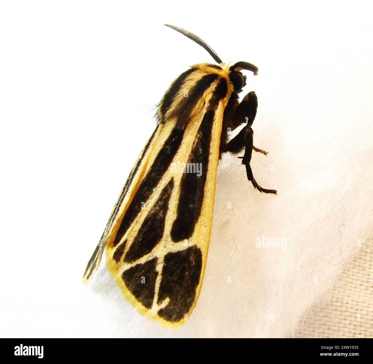 Harnessed Tiger Moth (Apantesis phalerata) Insecta Stock Photo - Alamy