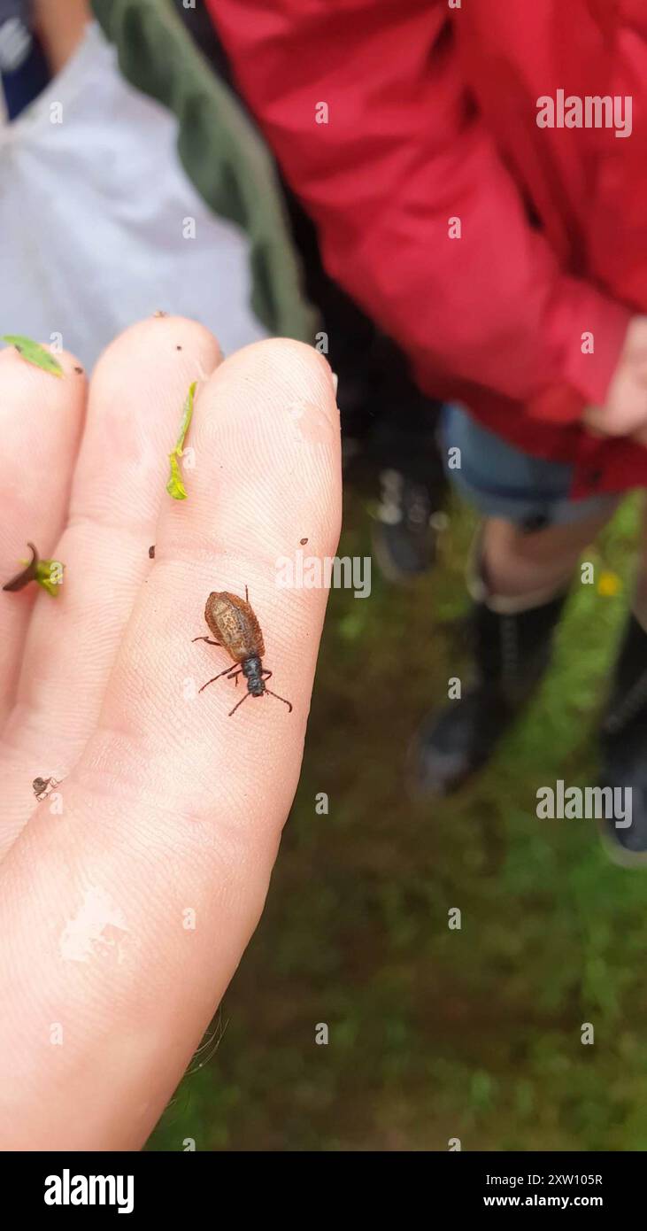 Rough-Haired Lagria Beetle (Lagria hirta) Insecta Stock Photo - Alamy