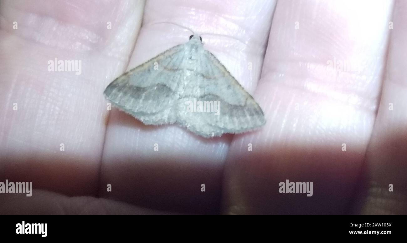 Geometer Moths (Geometridae) Insecta Stock Photo - Alamy