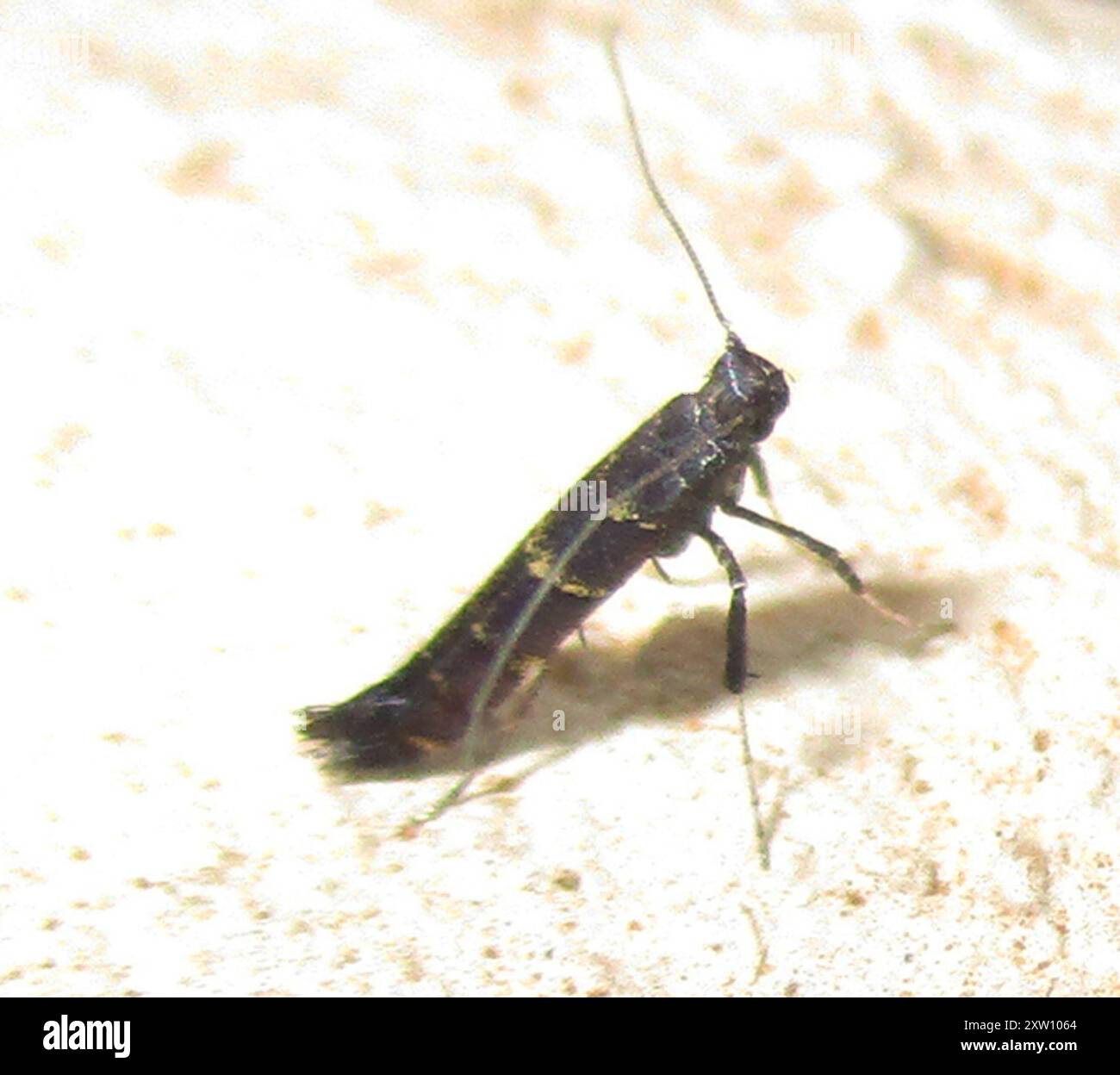 Leaf Blotch Miner Moths (Gracillariidae) Insecta Stock Photo - Alamy