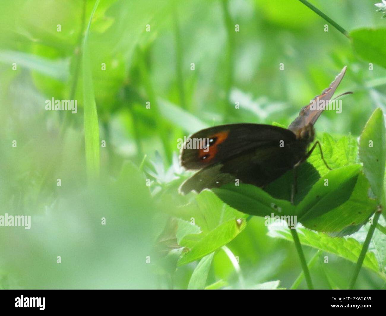 Scotch Argus (Erebia aethiops) Insecta Stock Photo - Alamy