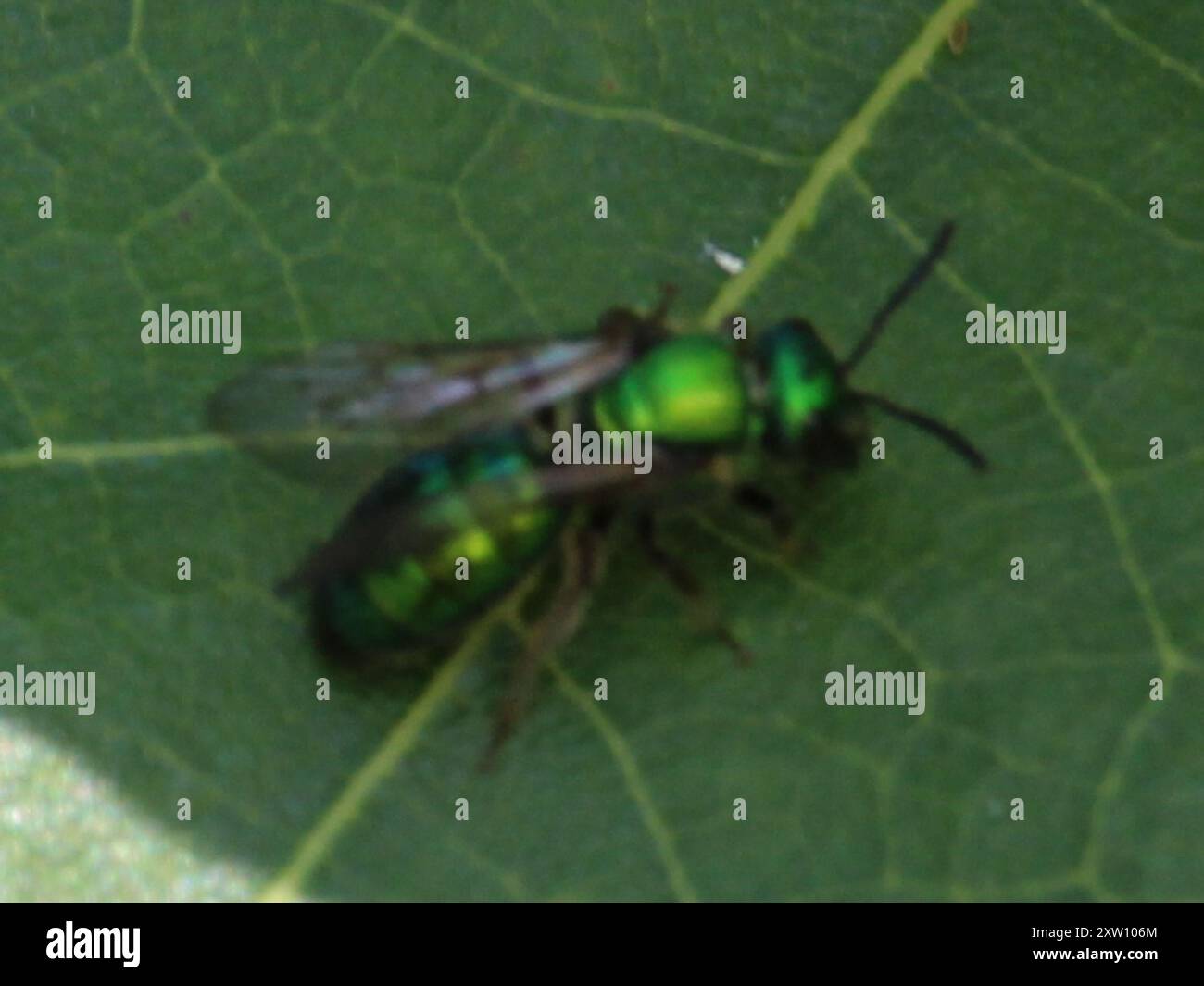 Pure Green Sweat bee (Augochlora pura) Insecta Stock Photo - Alamy