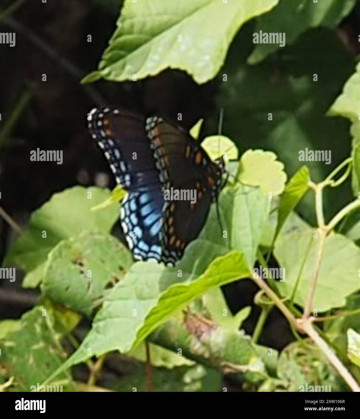 Red-spotted Purple (Limenitis arthemis astyanax) Insecta Stock Photo ...