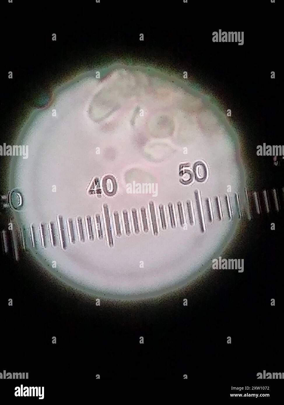 (Xylodon flaviporus) Fungi Stock Photo - Alamy