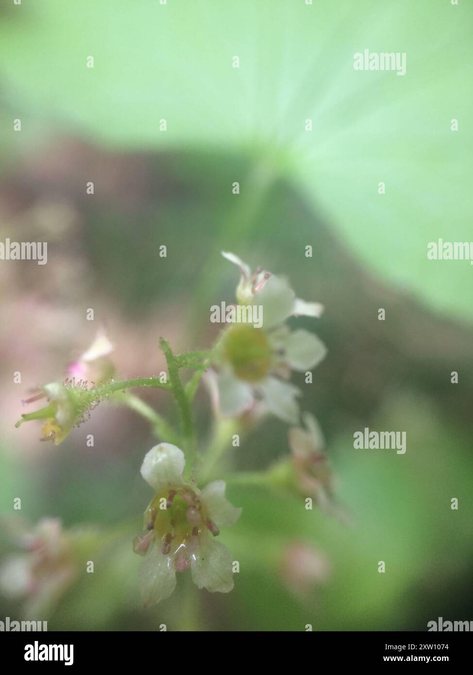 skunk currant (Ribes glandulosum) Plantae Stock Photo - Alamy