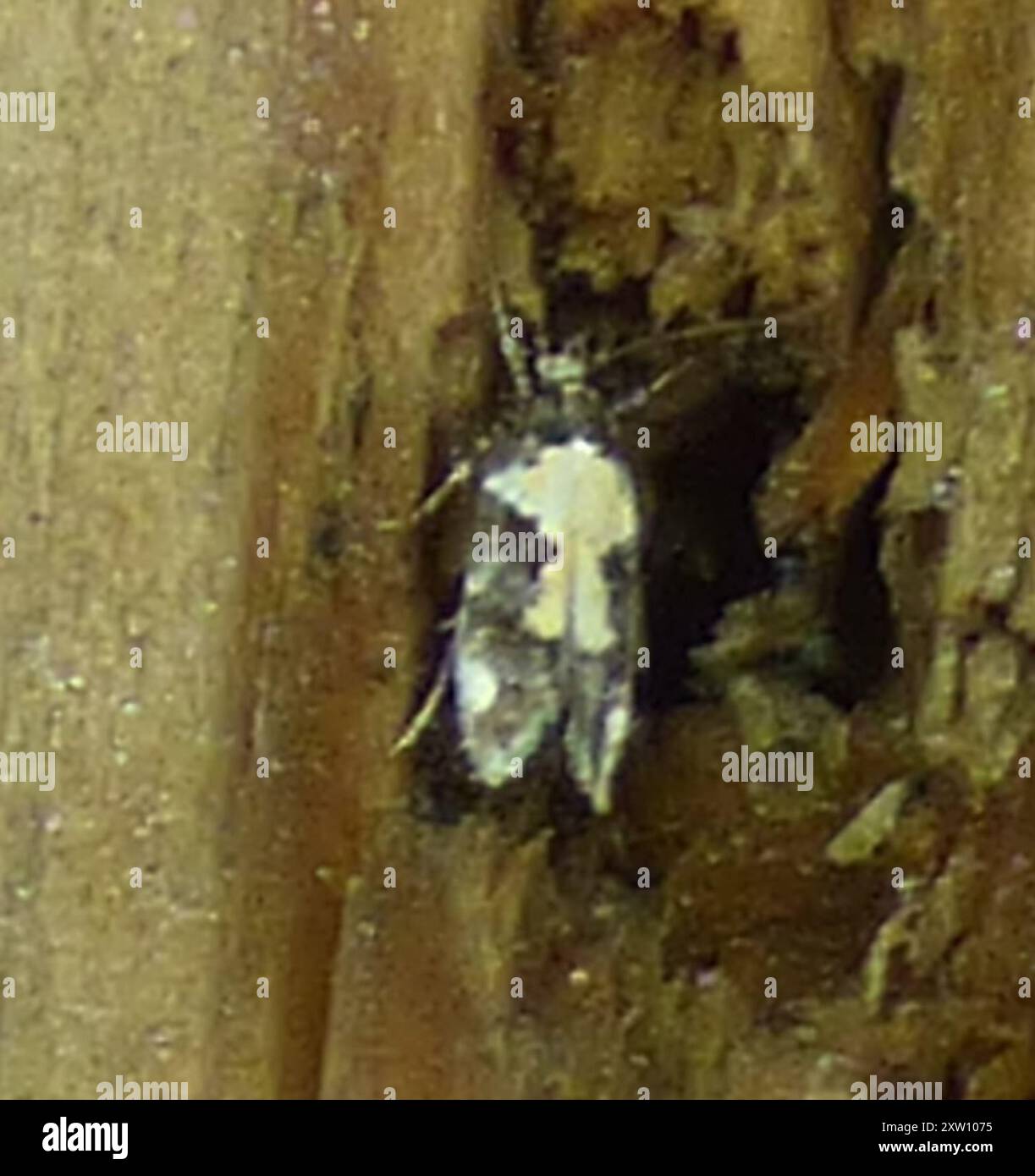 Red-necked Peanutworm Moth (Stegasta bosqueella) Insecta Stock Photo ...