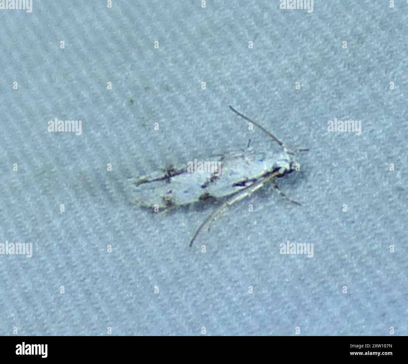 White Stripe-backed Moth (Arogalea cristifasciella) Insecta Stock Photo ...
