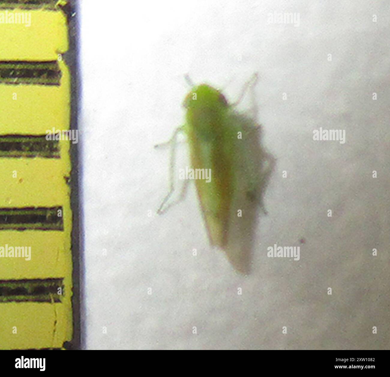 Typical Leafhoppers (Cicadellidae) Insecta Stock Photo - Alamy