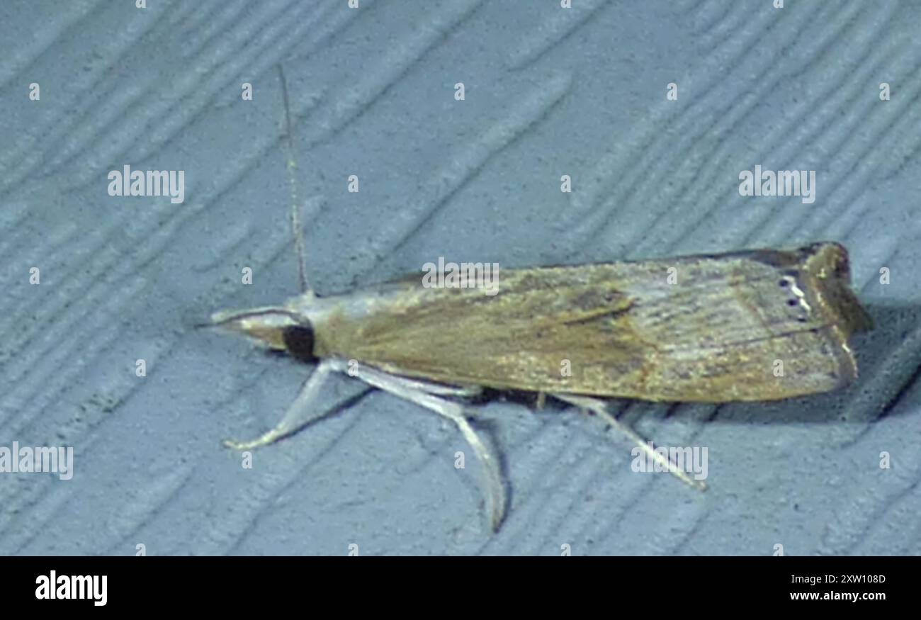 Bluegrass Webworm Moth (Parapediasia teterrellus) Insecta Stock Photo ...