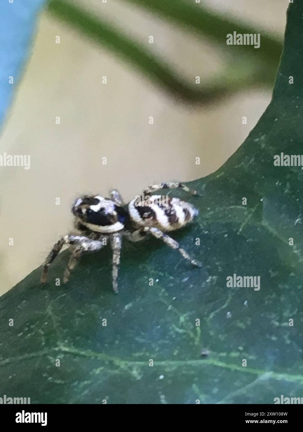 Zebra Jumping Spider (Salticus scenicus) Arachnida Stock Photo - Alamy
