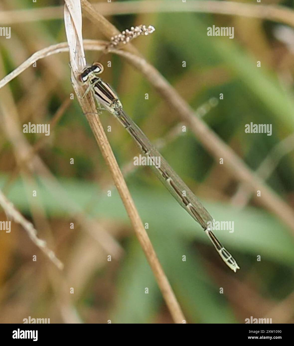 Big Bluet (Enallagma durum) Insecta Stock Photo - Alamy