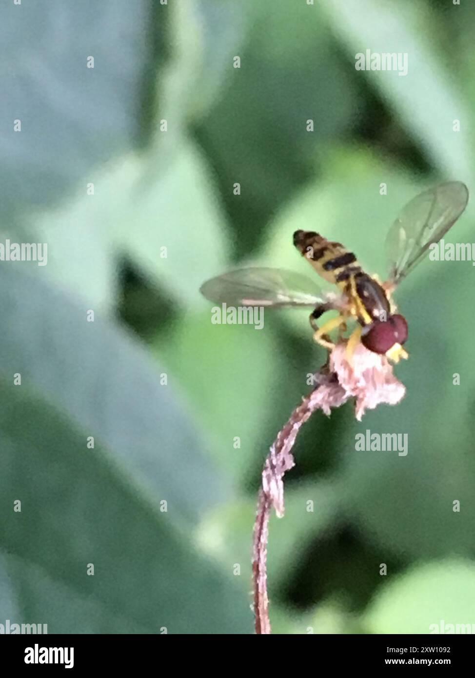 Eastern Calligrapher (Toxomerus geminatus) Insecta Stock Photo - Alamy