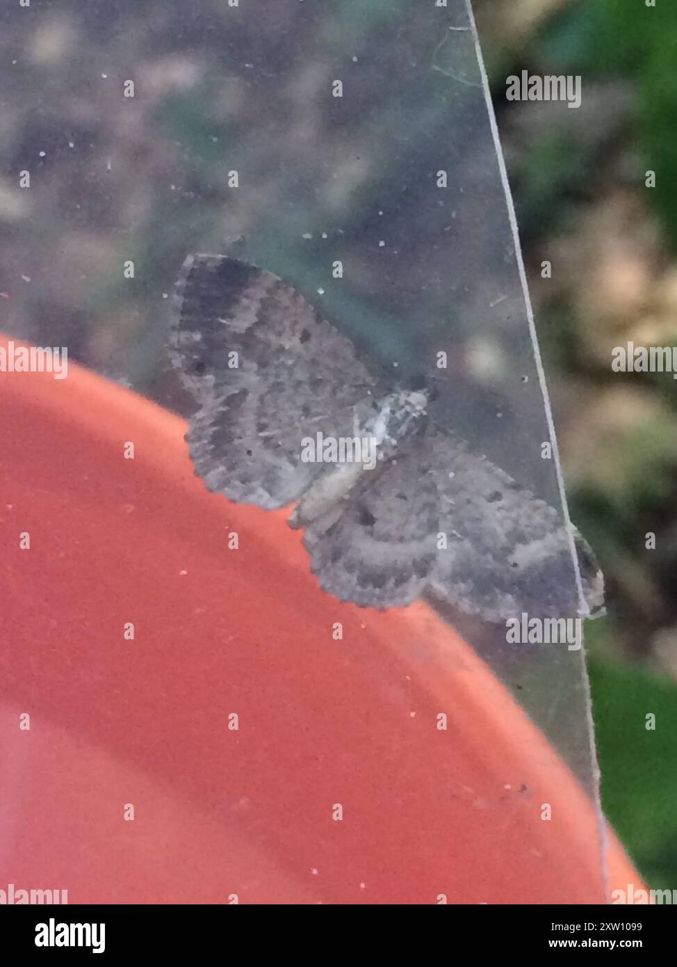 Somber Carpet Moth (Disclisioprocta stellata) Insecta Stock Photo - Alamy