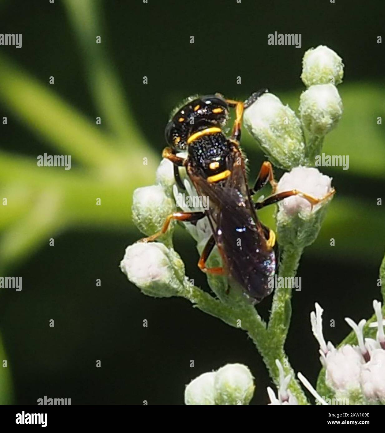 Hump-backed Beewolf (Philanthus gibbosus) Insecta Stock Photo - Alamy