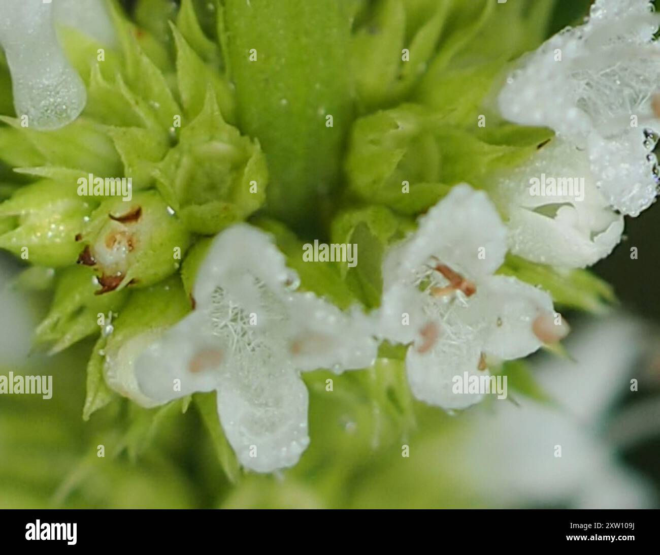 American bugleweed (Lycopus americanus) Plantae Stock Photo - Alamy