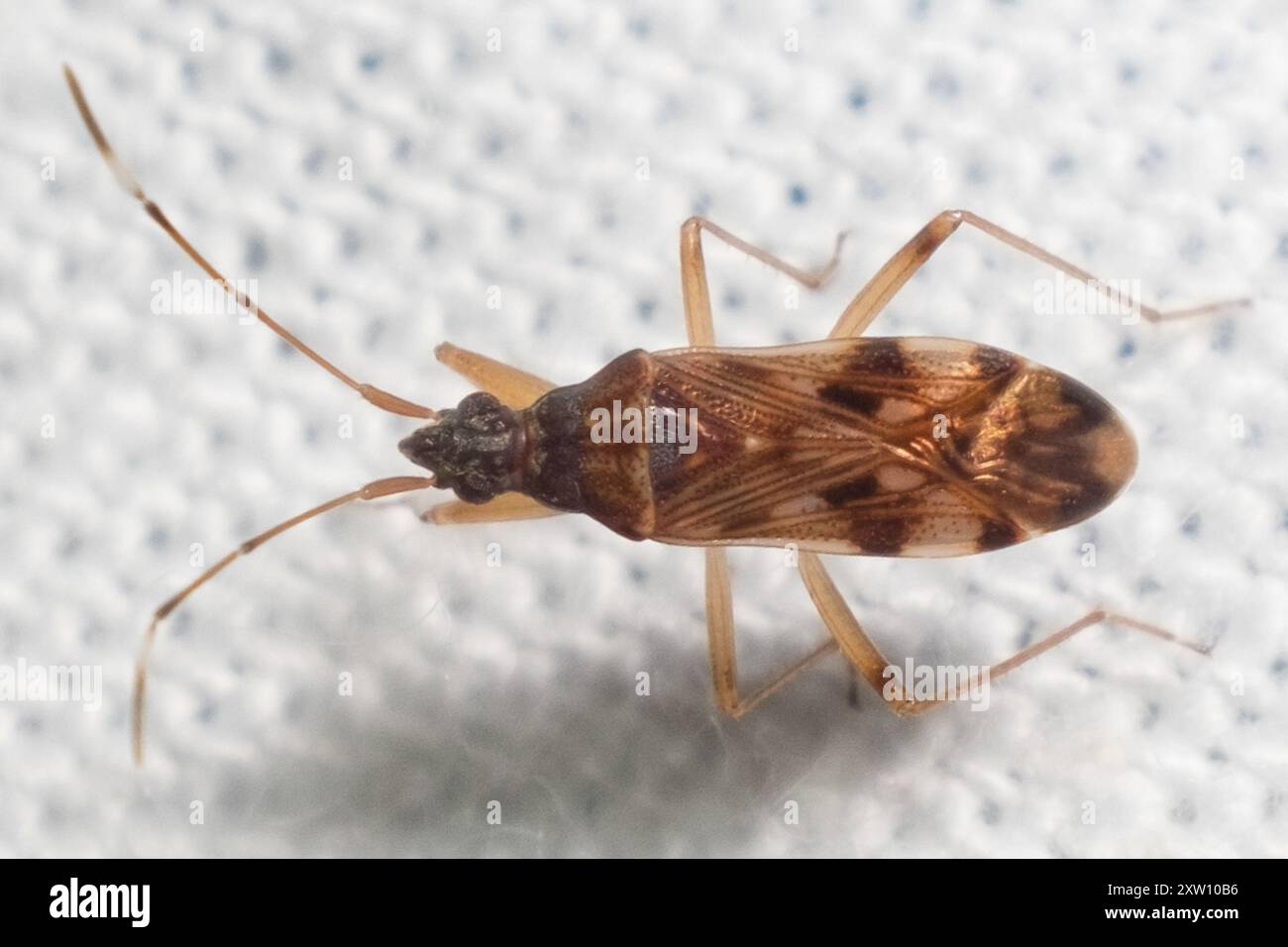 (Ozophora picturata) Insecta Stock Photo - Alamy