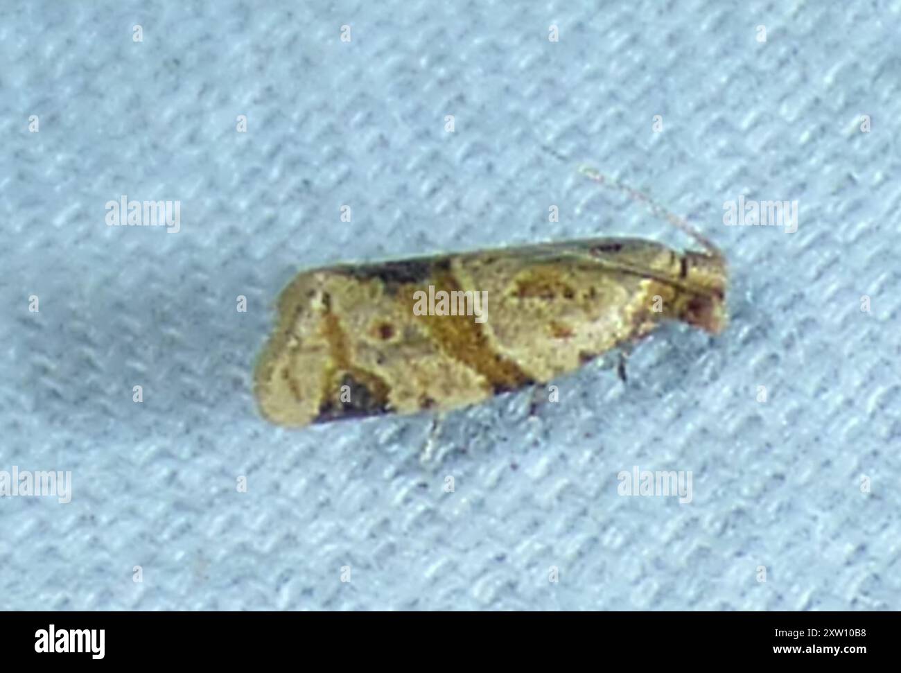 Garden Tortrix (Clepsis peritana) Insecta Stock Photo - Alamy