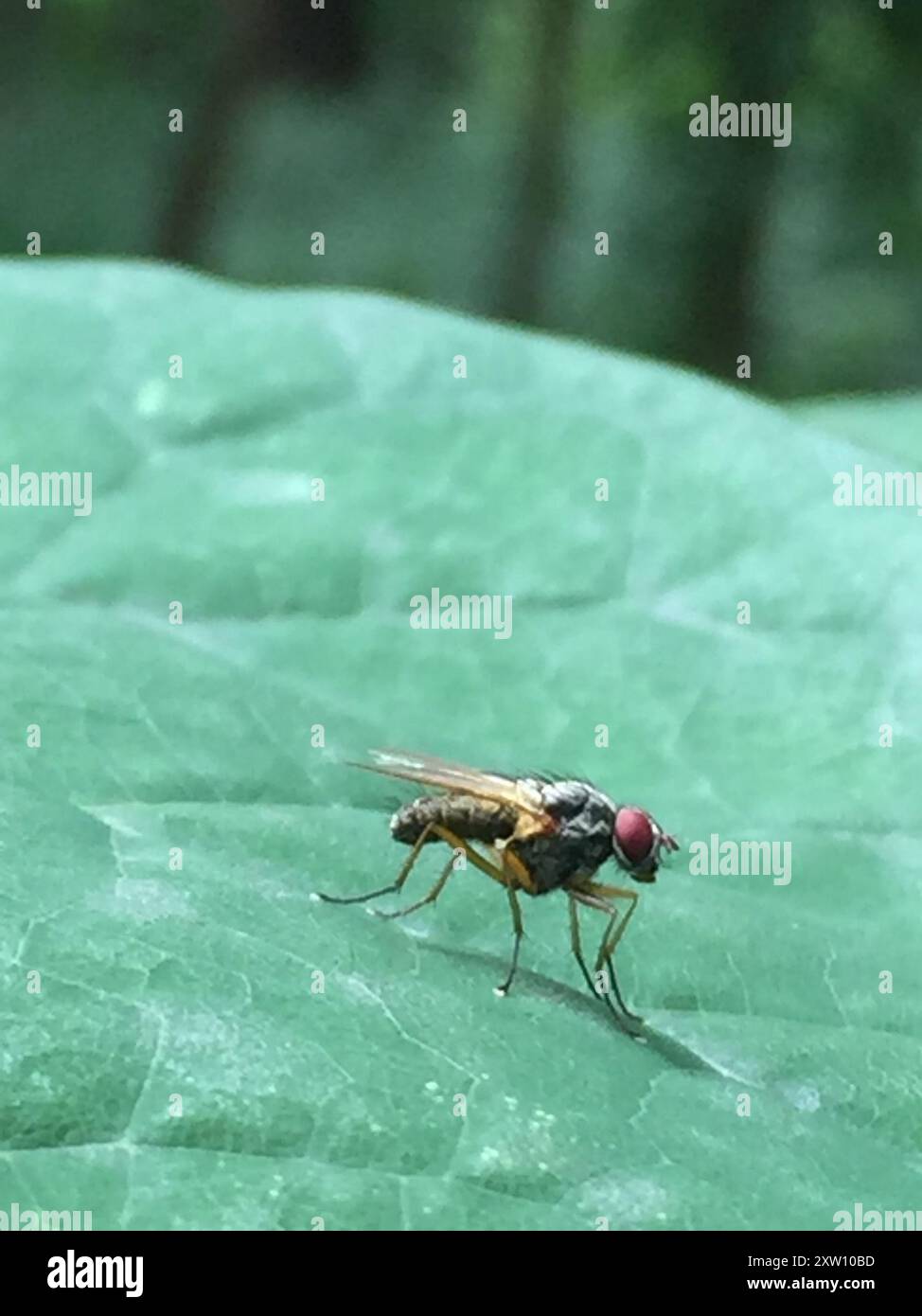 Muscoid Flies (Muscoidea) Insecta Stock Photo - Alamy