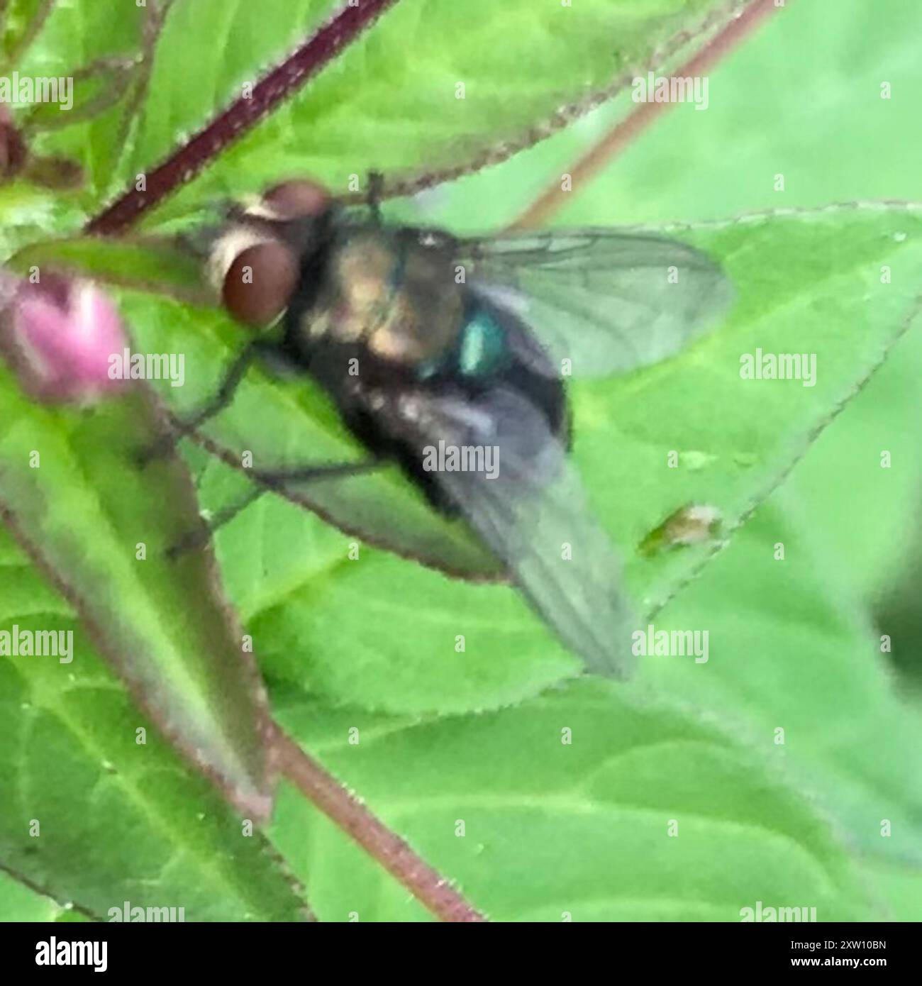 Australian Sheep Blow Fly (Lucilia cuprina) Insecta Stock Photo - Alamy