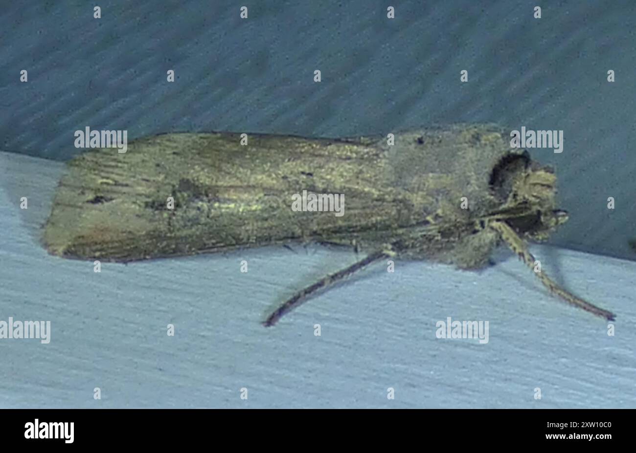 Ipsilon Dart Moth (Agrotis ipsilon) Insecta Stock Photo - Alamy