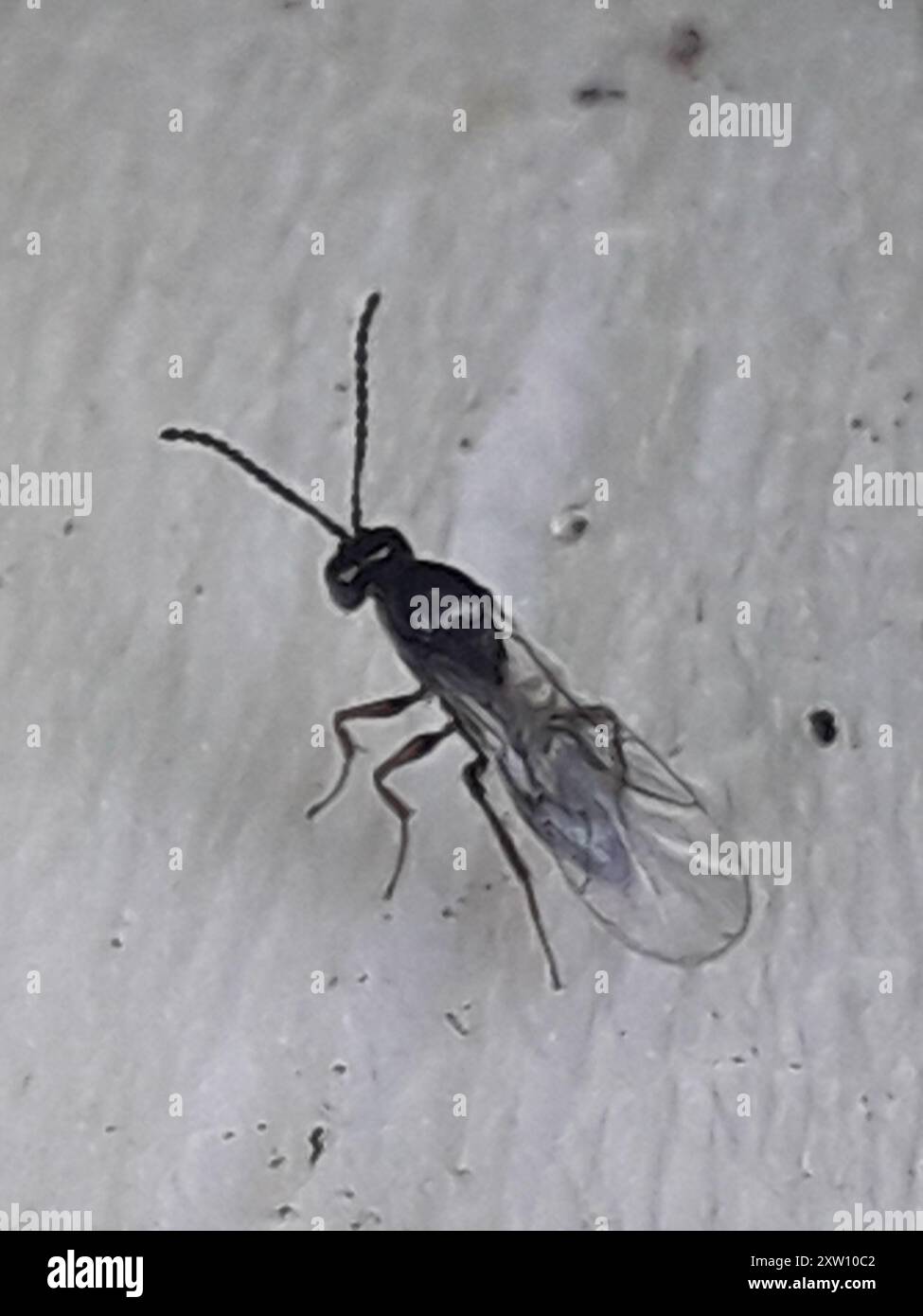 Gall Wasps and Allies (Cynipoidea) Insecta Stock Photo - Alamy