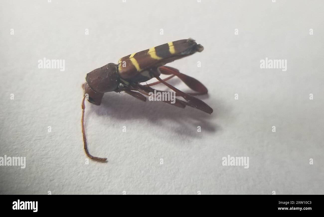 Red-headed Ash Borer (Neoclytus acuminatus) Insecta Stock Photo - Alamy