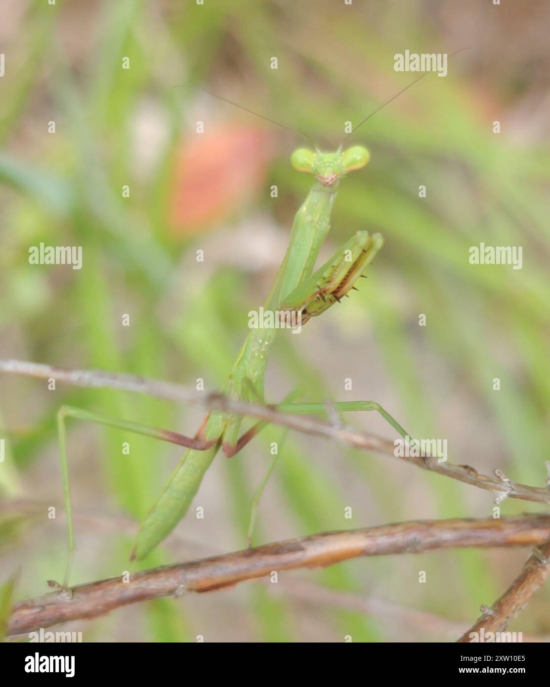 Larger Florida Mantis (Stagmomantis floridensis) Insecta Stock Photo ...