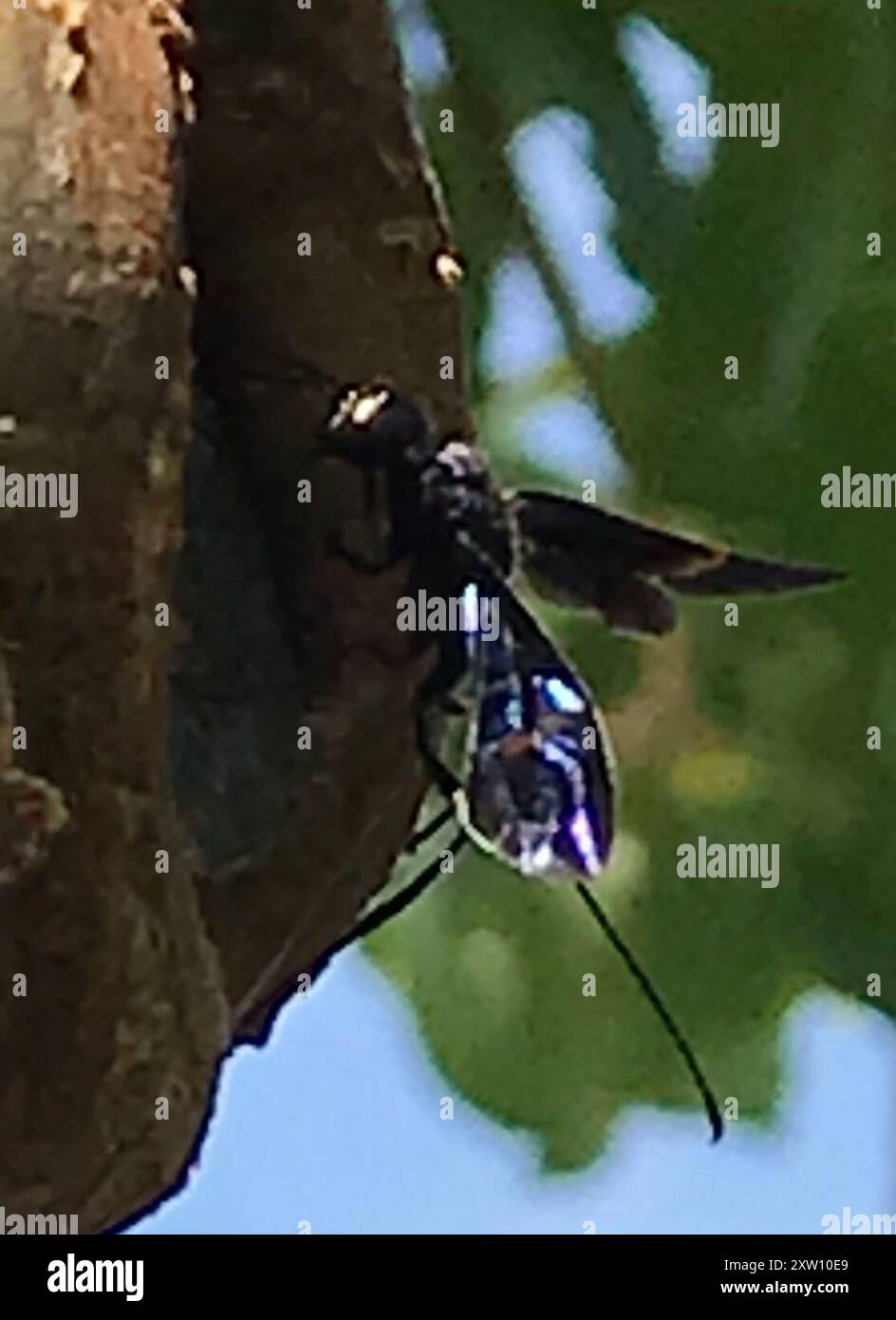 Narrow-waisted Wasps, Ants, and Bees (Apocrita) Insecta Stock Photo - Alamy