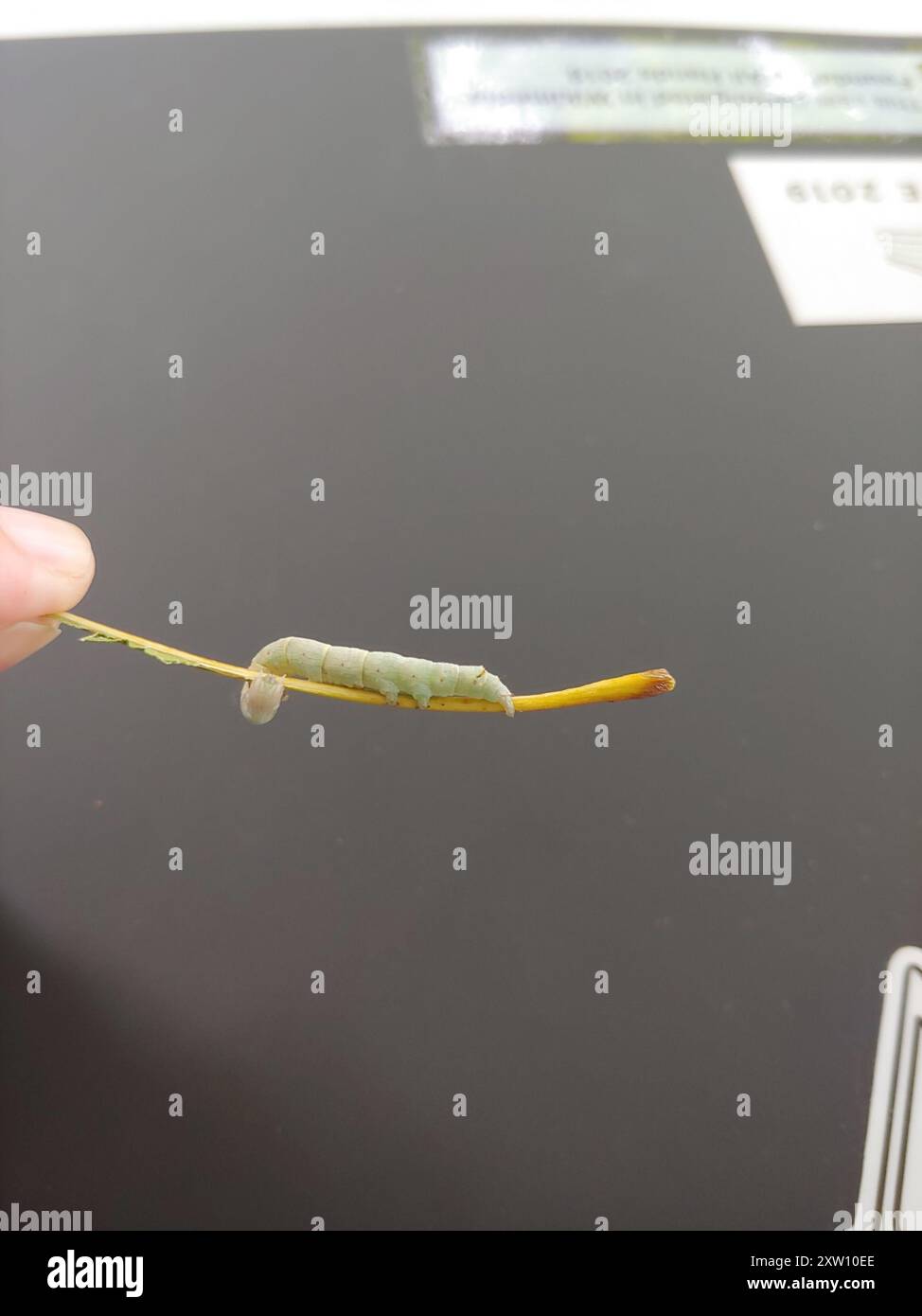 Maple Looper Moth (Parallelia bistriaris) Insecta Stock Photo - Alamy