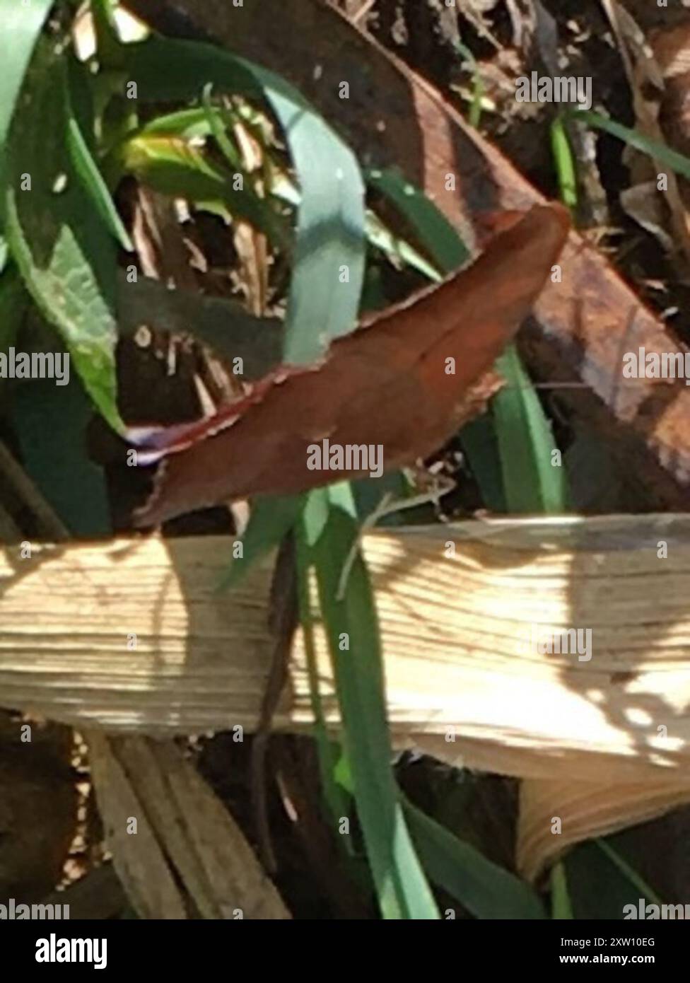 Question Mark (Polygonia interrogationis) Insecta Stock Photo - Alamy