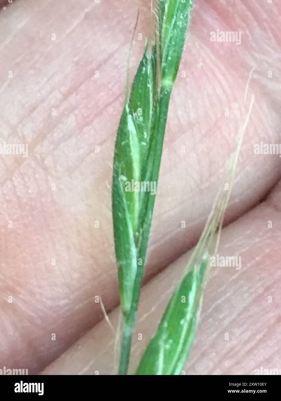 Slender False Brome (Brachypodium sylvaticum) Plantae Stock Photo - Alamy