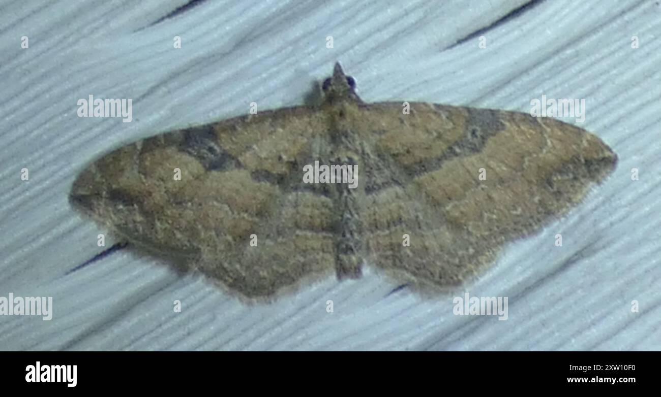 Gem Moth (Orthonama obstipata) Insecta Stock Photo - Alamy