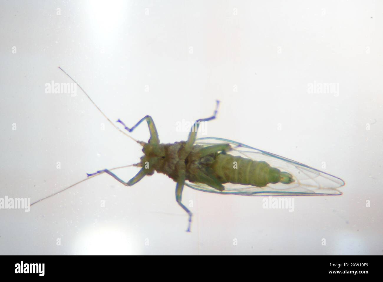 jumping plant lice (Psyllidae) Insecta Stock Photo - Alamy