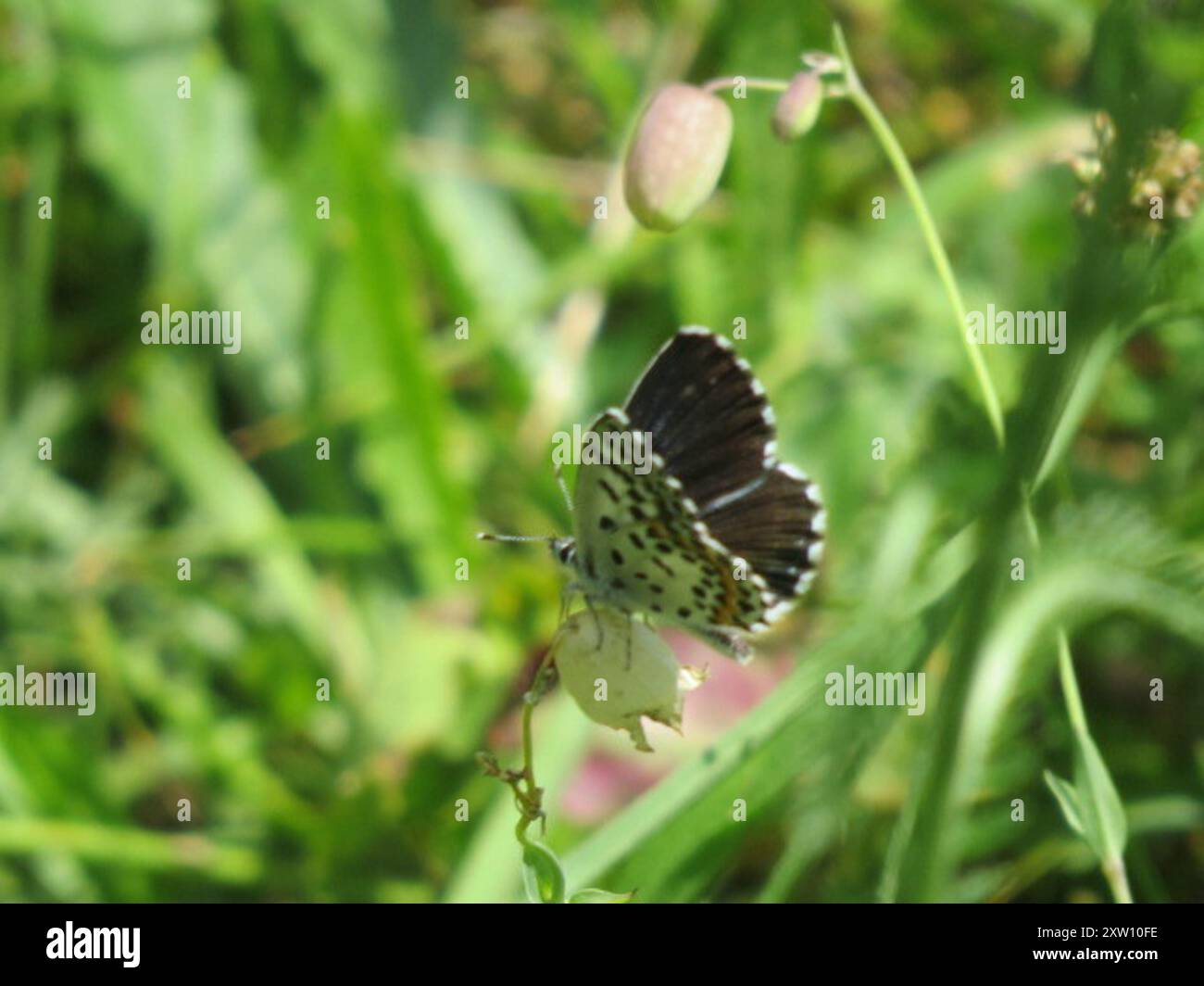 Chequered Blue (Scolitantides orion) Insecta Stock Photo - Alamy
