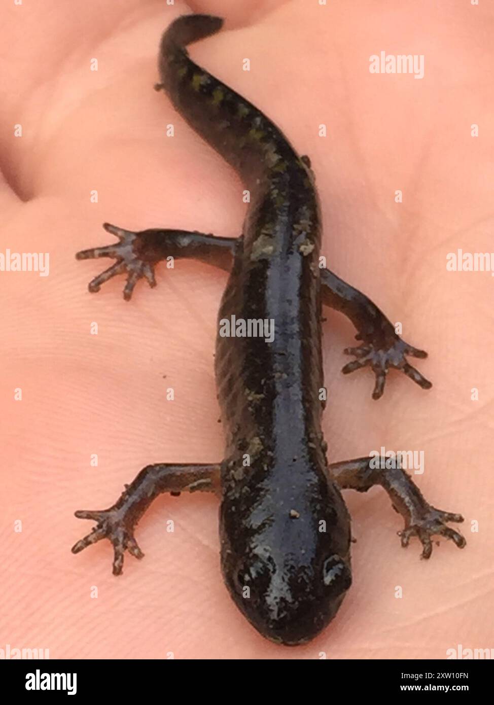 Mole Salamanders (Ambystoma) Amphibia Stock Photo - Alamy