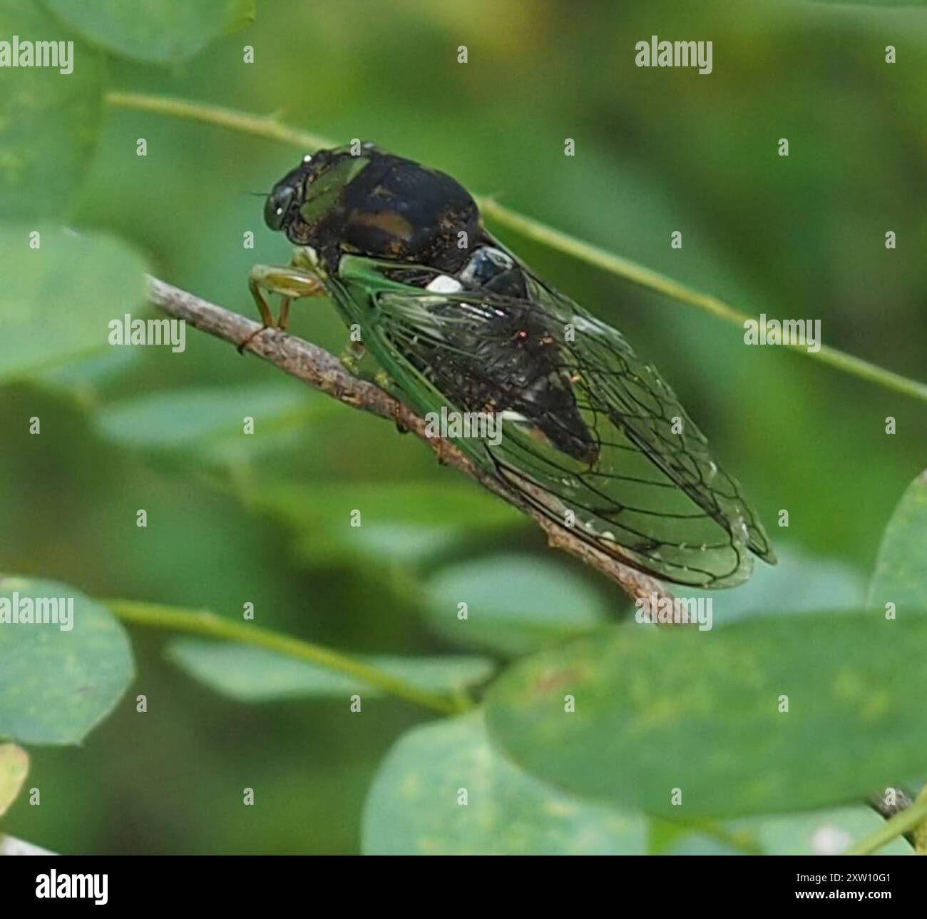 Swamp Cicada (Neotibicen tibicen) Insecta Stock Photo - Alamy