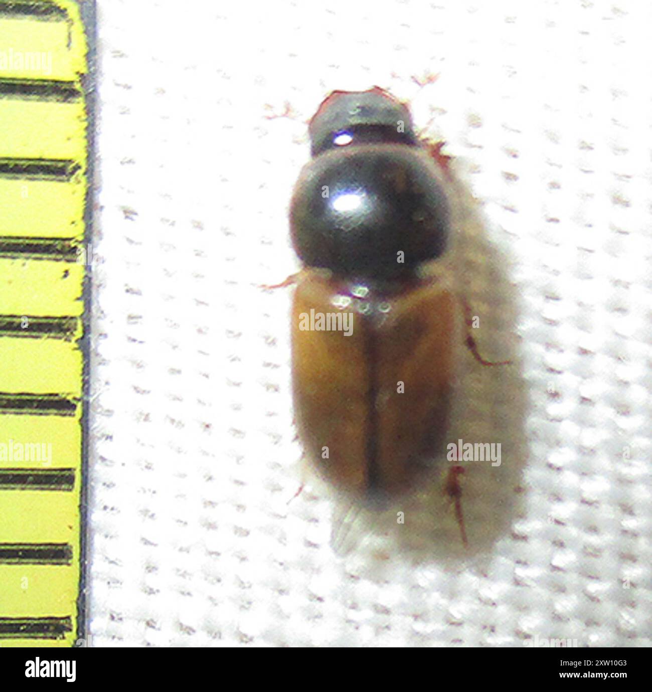 Small Dung Beetles (Aphodiinae) Insecta Stock Photo - Alamy