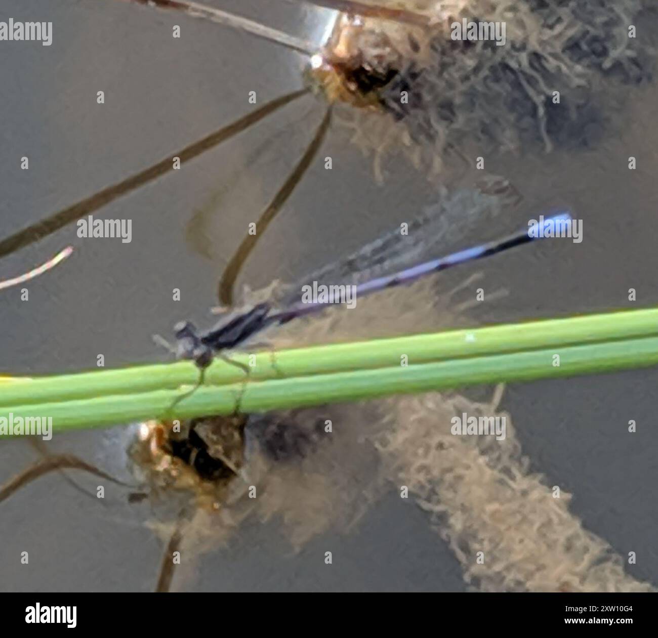 Variable Dancer (Argia fumipennis) Insecta Stock Photo - Alamy