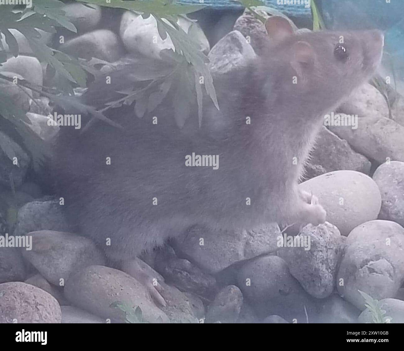 Brown Rat (Rattus norvegicus) Mammalia Stock Photo - Alamy