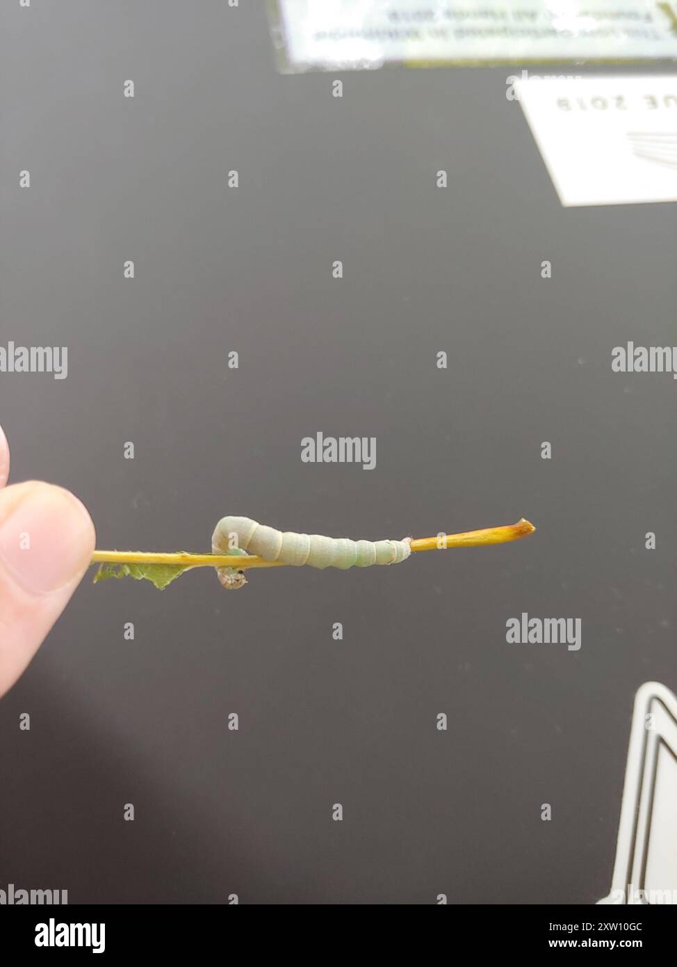 Maple Looper Moth (Parallelia bistriaris) Insecta Stock Photo - Alamy