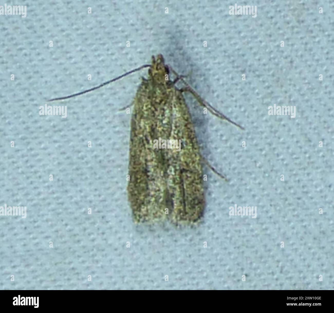 Curved-horn Moths (Gelechioidea) Insecta Stock Photo - Alamy