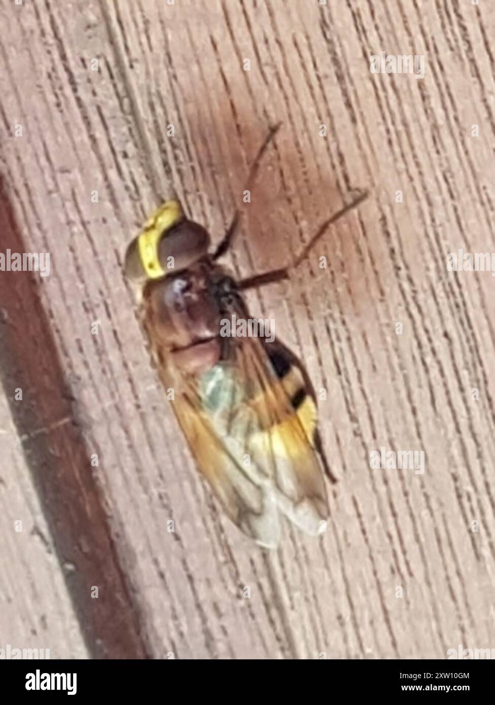 Hornet Mimic Hover Fly (Volucella zonaria) Insecta Stock Photo - Alamy