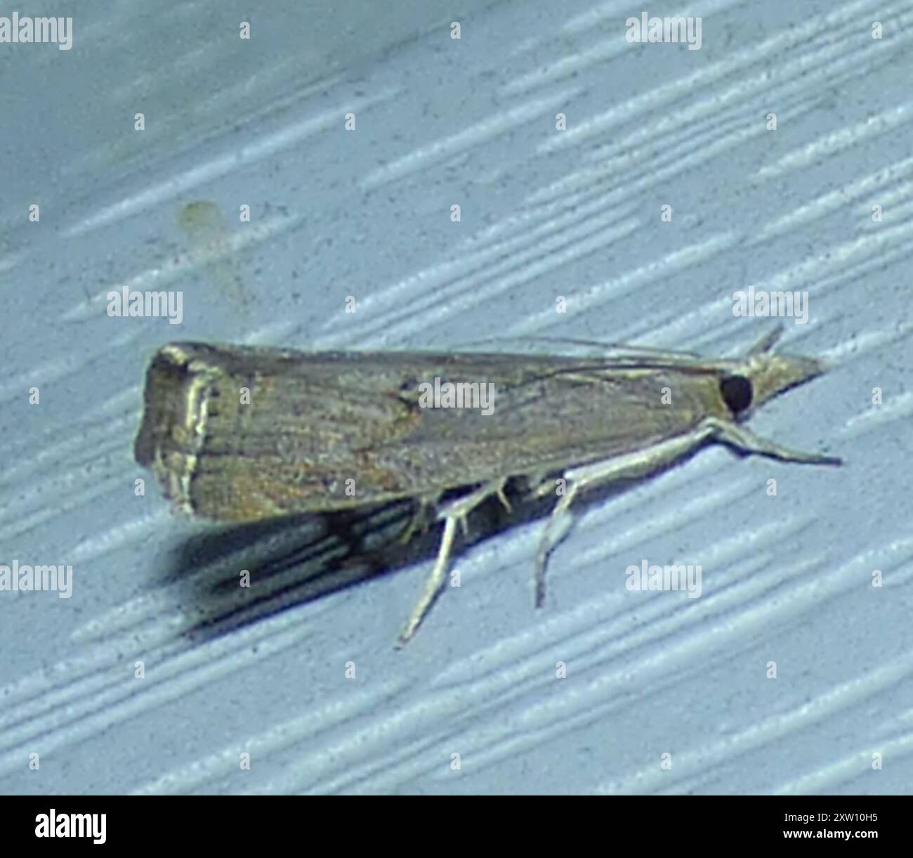 Bluegrass Webworm Moth (Parapediasia teterrellus) Insecta Stock Photo ...