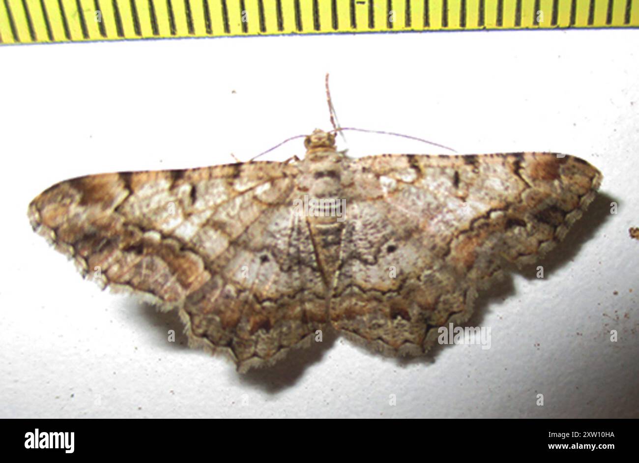 Geometer Moths (Geometridae) Insecta Stock Photo - Alamy