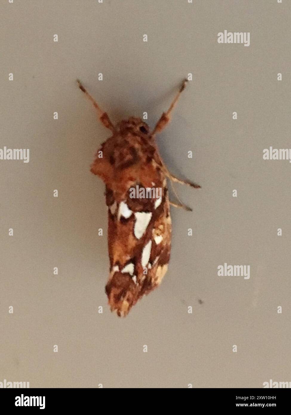 Silver-spotted Fern Moth (Callopistria cordata) Insecta Stock Photo - Alamy