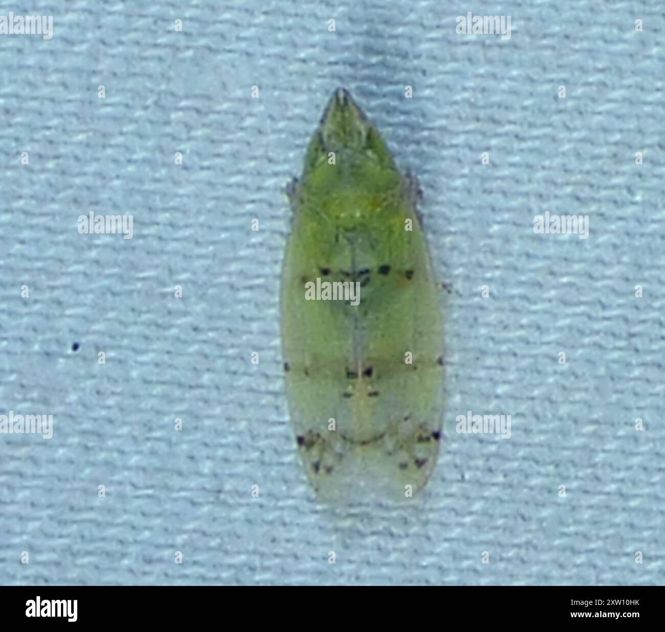 Japanese Maple Leafhopper (Japananus hyalinus) Insecta Stock Photo - Alamy