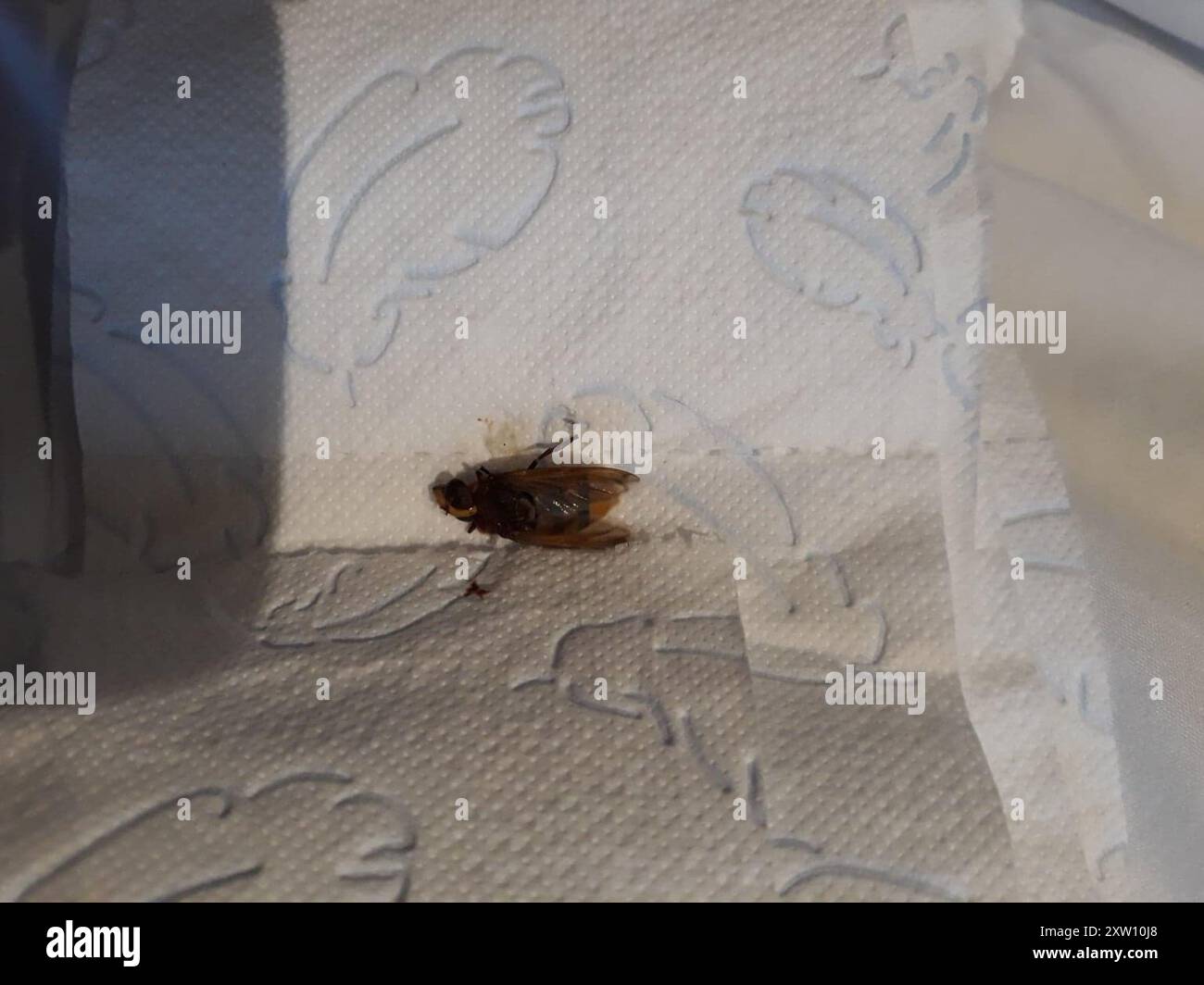 Hornet Mimic Hover Fly (Volucella zonaria) Insecta Stock Photo - Alamy