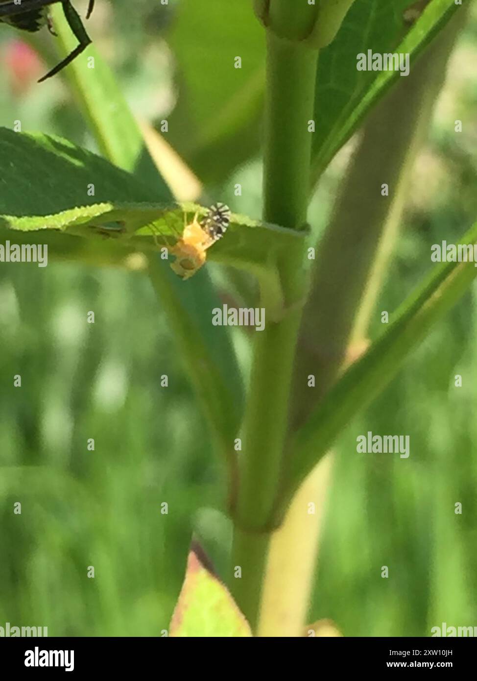 Giant Ragweed Fruit Fly (Euaresta festiva) Insecta Stock Photo - Alamy